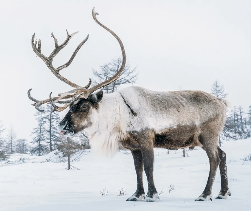 Is Santa A Shamanic Sun God? - The Sacred Science